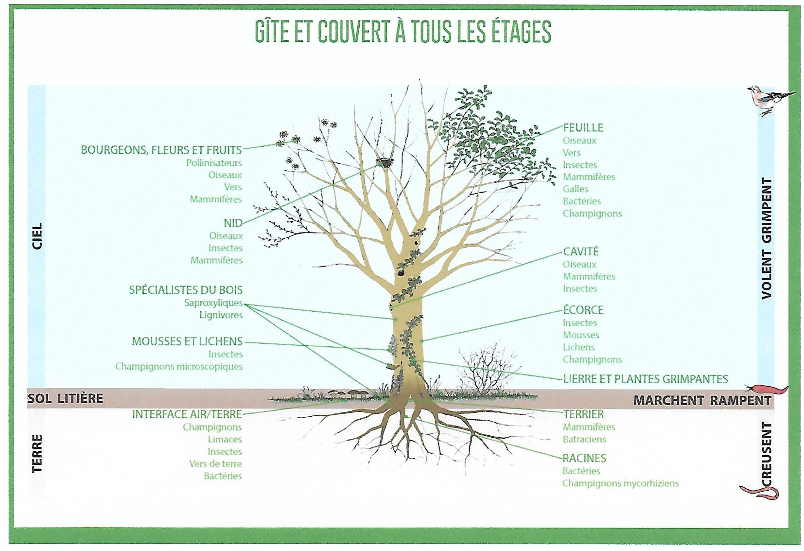 Les Arbres - ADDULT Trélazé